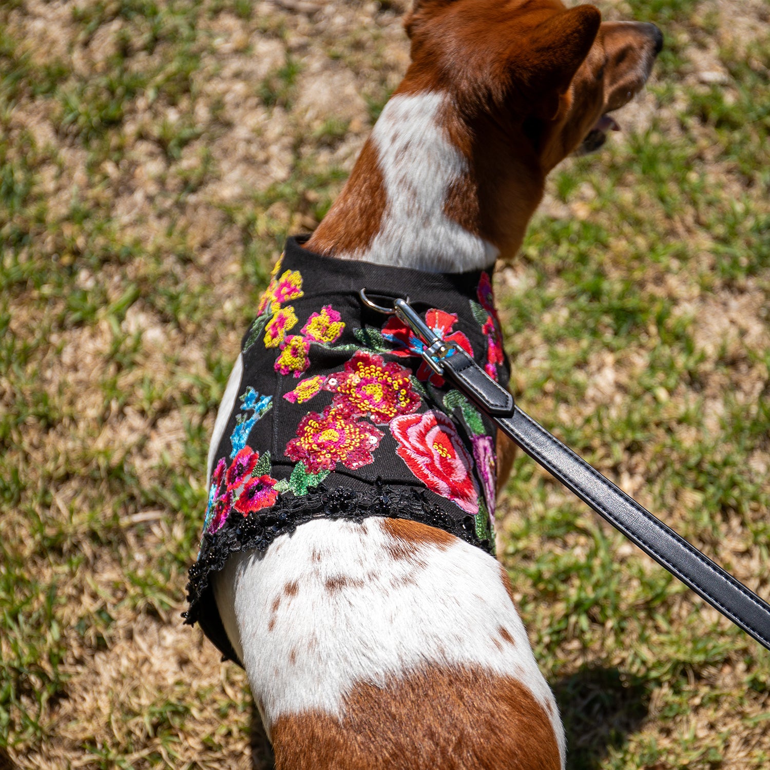 D&G Embroidered Dog Harness | Dog Clothes